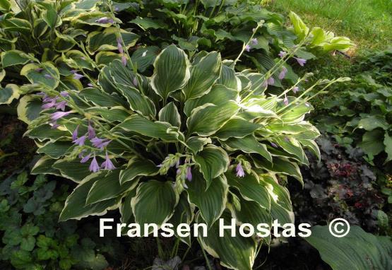 Hosta Happy Valley - Fransen Hostas